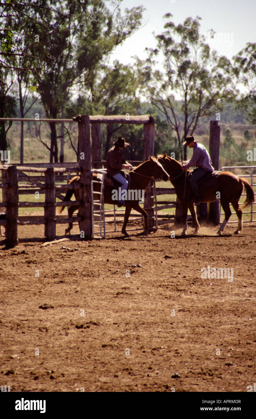 Stockmen on horses with dogs preparing to muster cattles Stock Photo ...