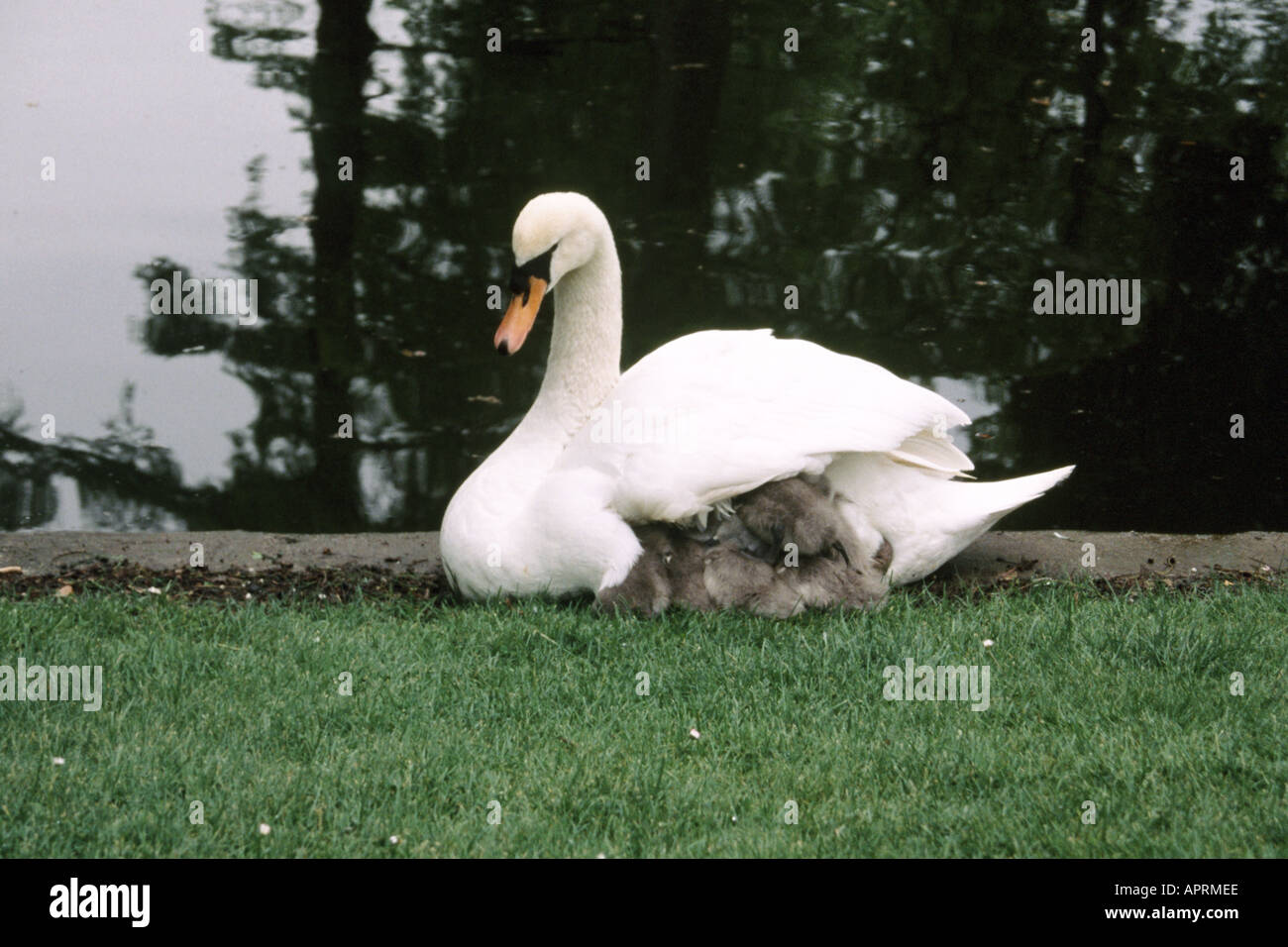 Biceps lake hi-res stock photography and images - Alamy