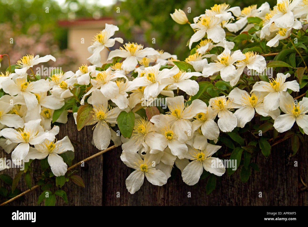 Clematis vine in full flower Stock Photo - Alamy