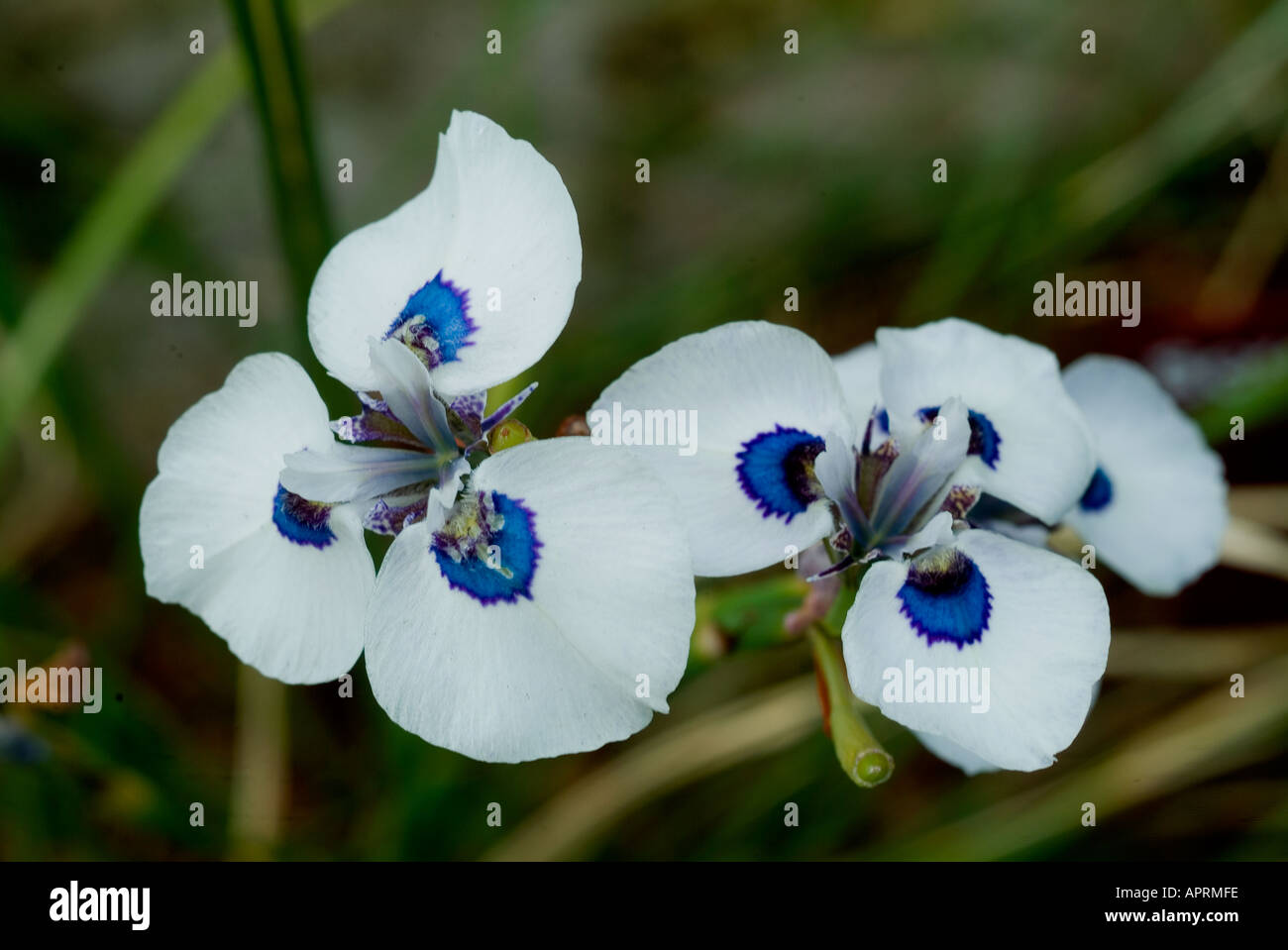 African iris hi-res stock photography and images - Alamy