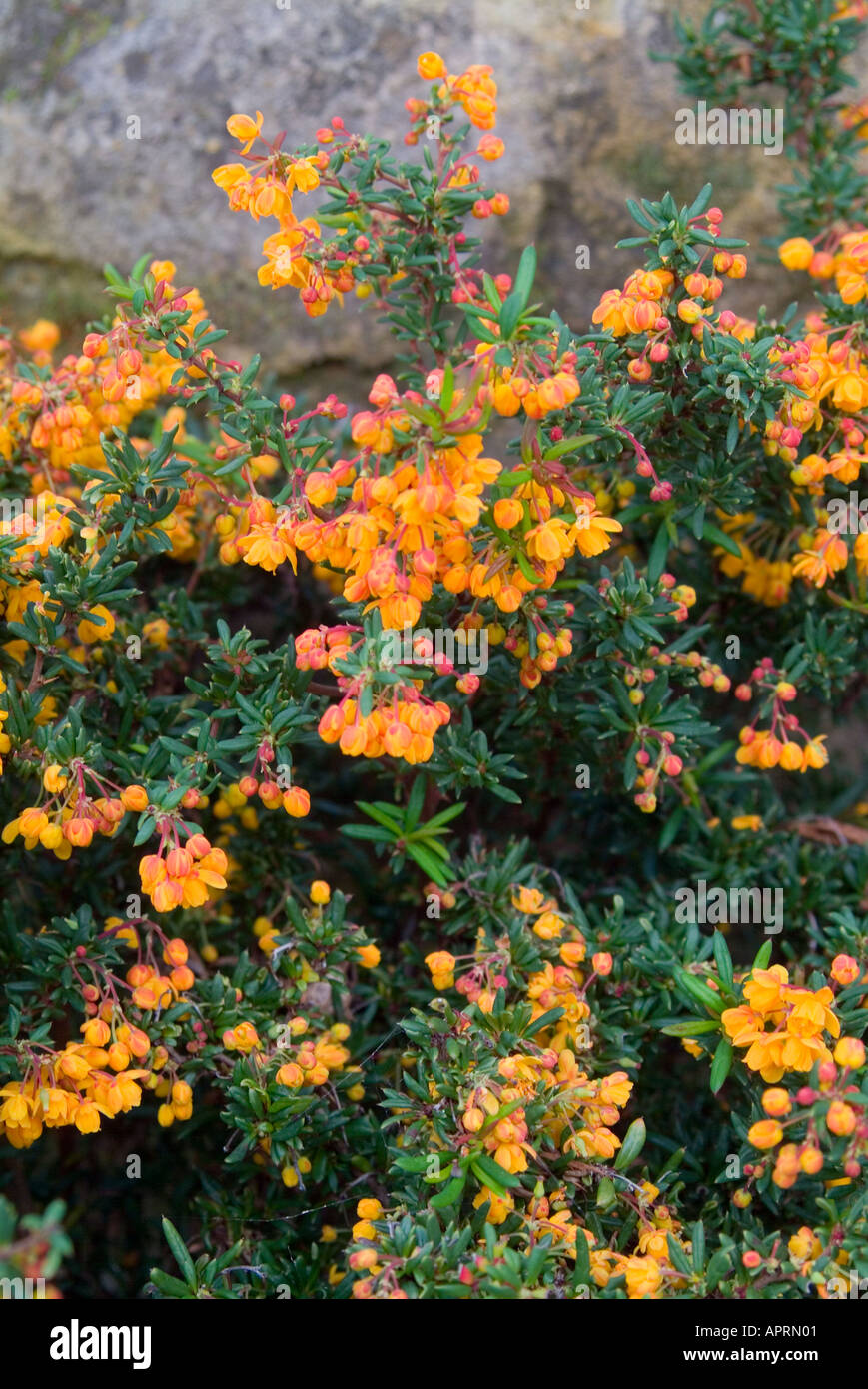 Berberis X stenophylla Berberis Darwinii crossed with Berberis ...