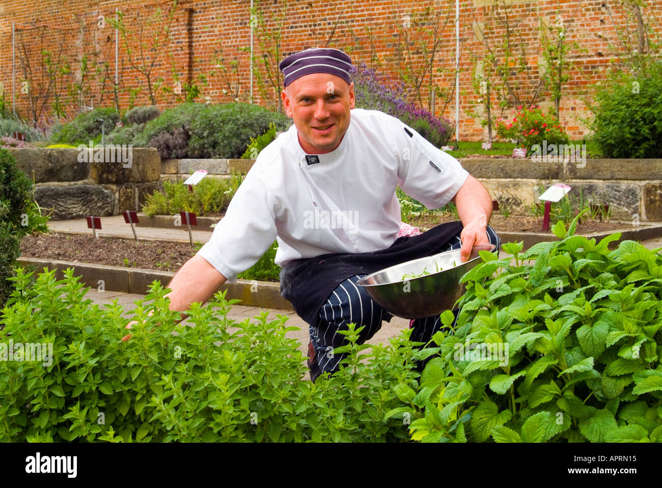 A chef in uniform gathering herbs from a formal herb garden in a ...