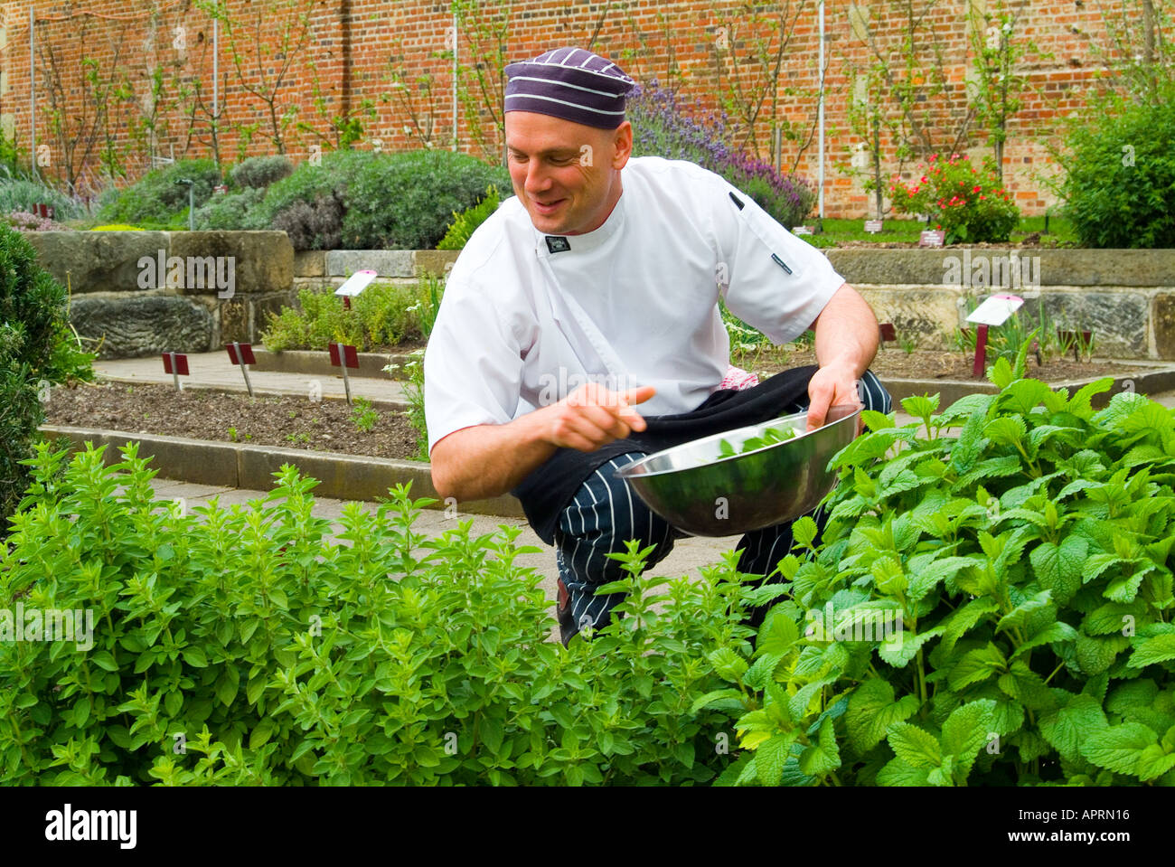 A chef in uniform gathering herbs from a formal herb garden in a ...