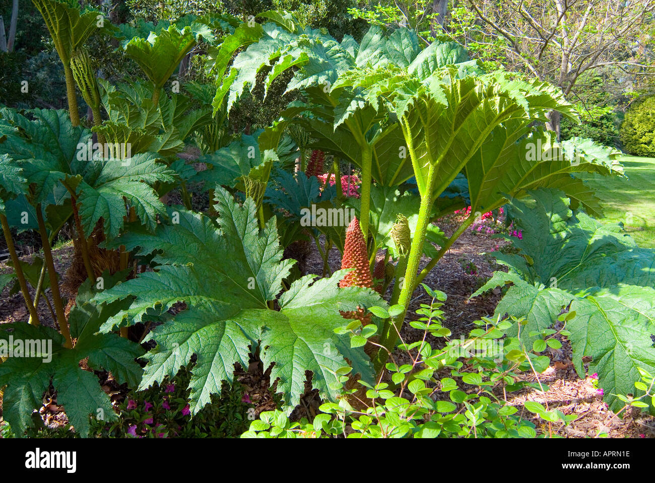 Magellanica hi-res stock photography and images - Alamy