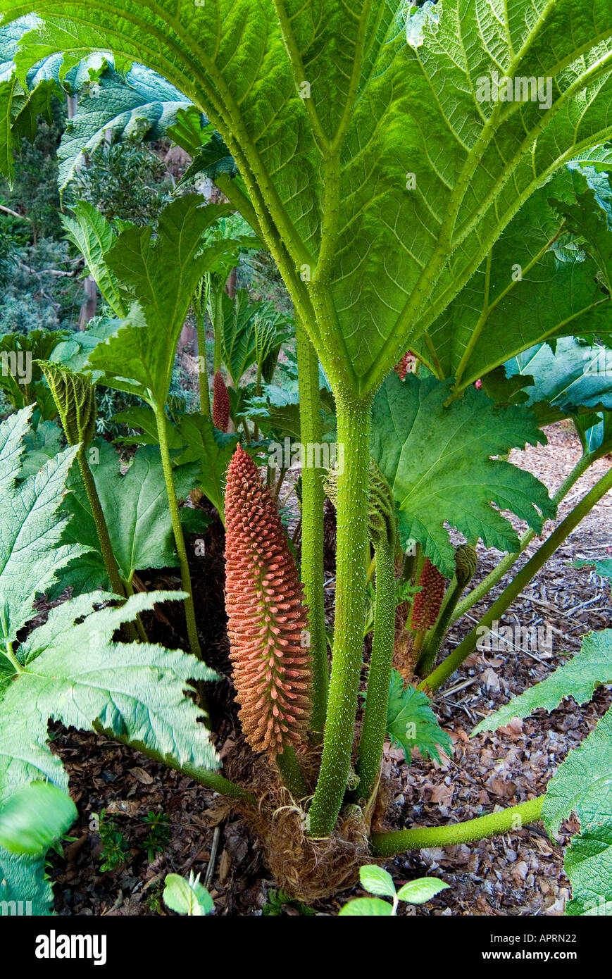Flower of the Gunnera magellanica a giant native plant of the Andes it ...