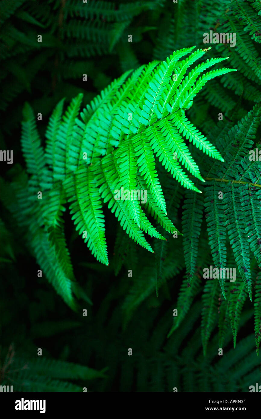 Fern leaf detail Stock Photo - Alamy