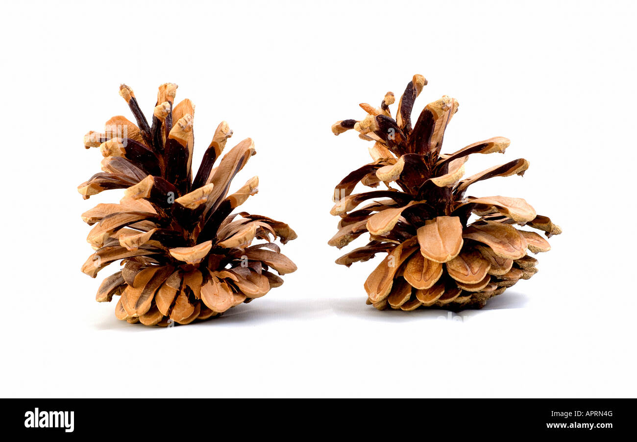 Three large pine cones hi-res stock photography and images - Alamy