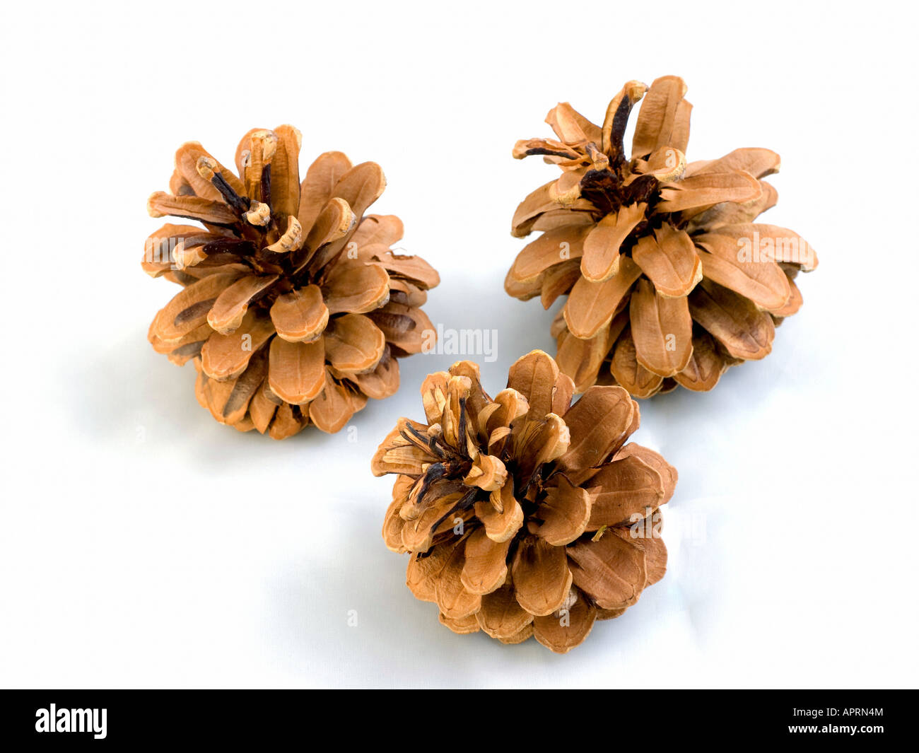 Three large pine cones hi-res stock photography and images - Alamy