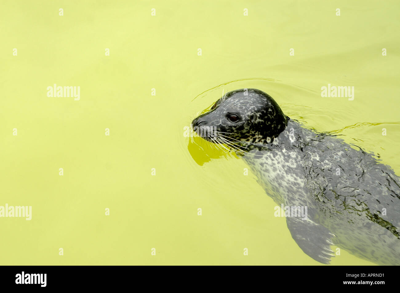 Deep sea world fife hi-res stock photography and images - Alamy