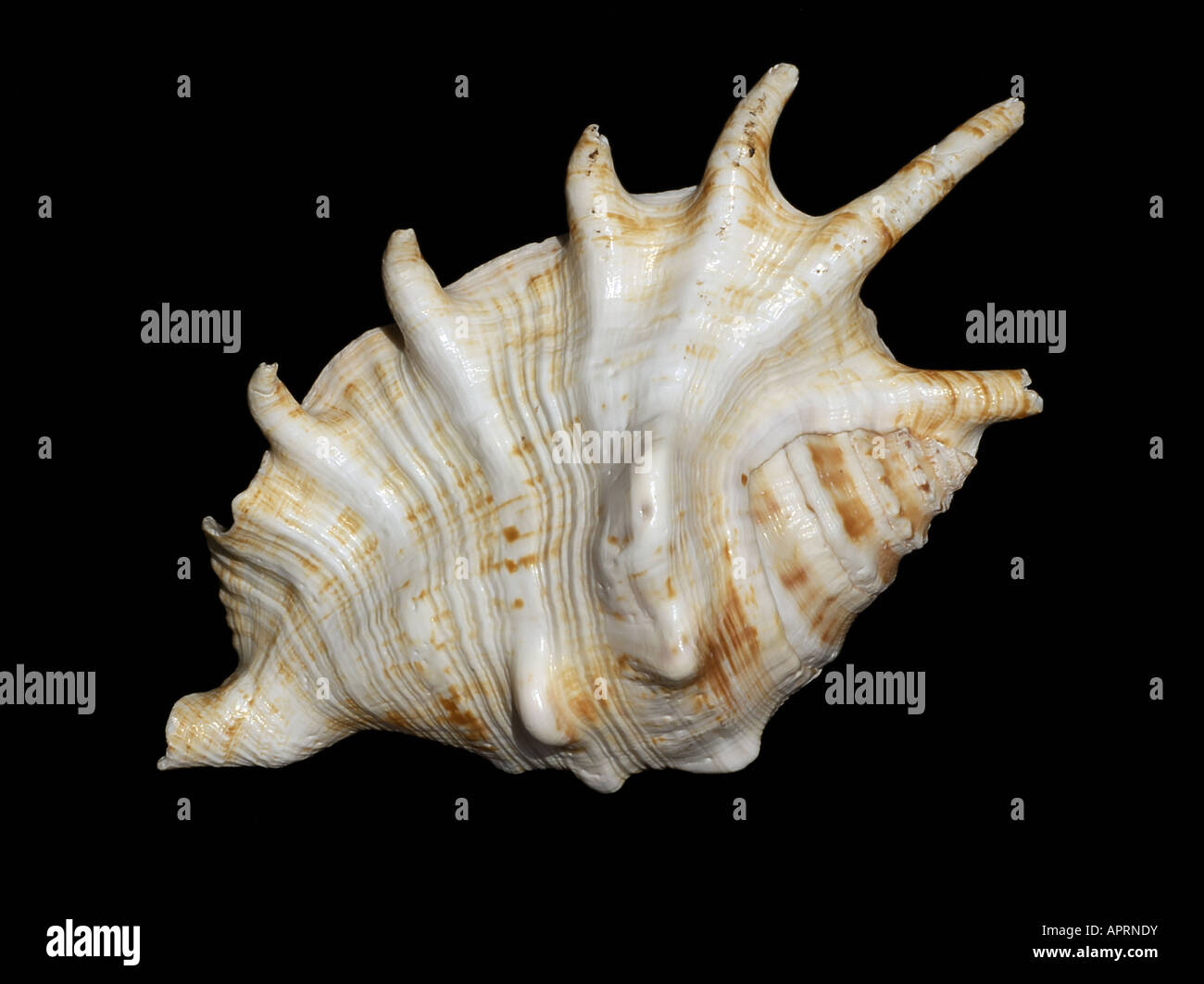 Sea Shell at black background Stock Photo - Alamy