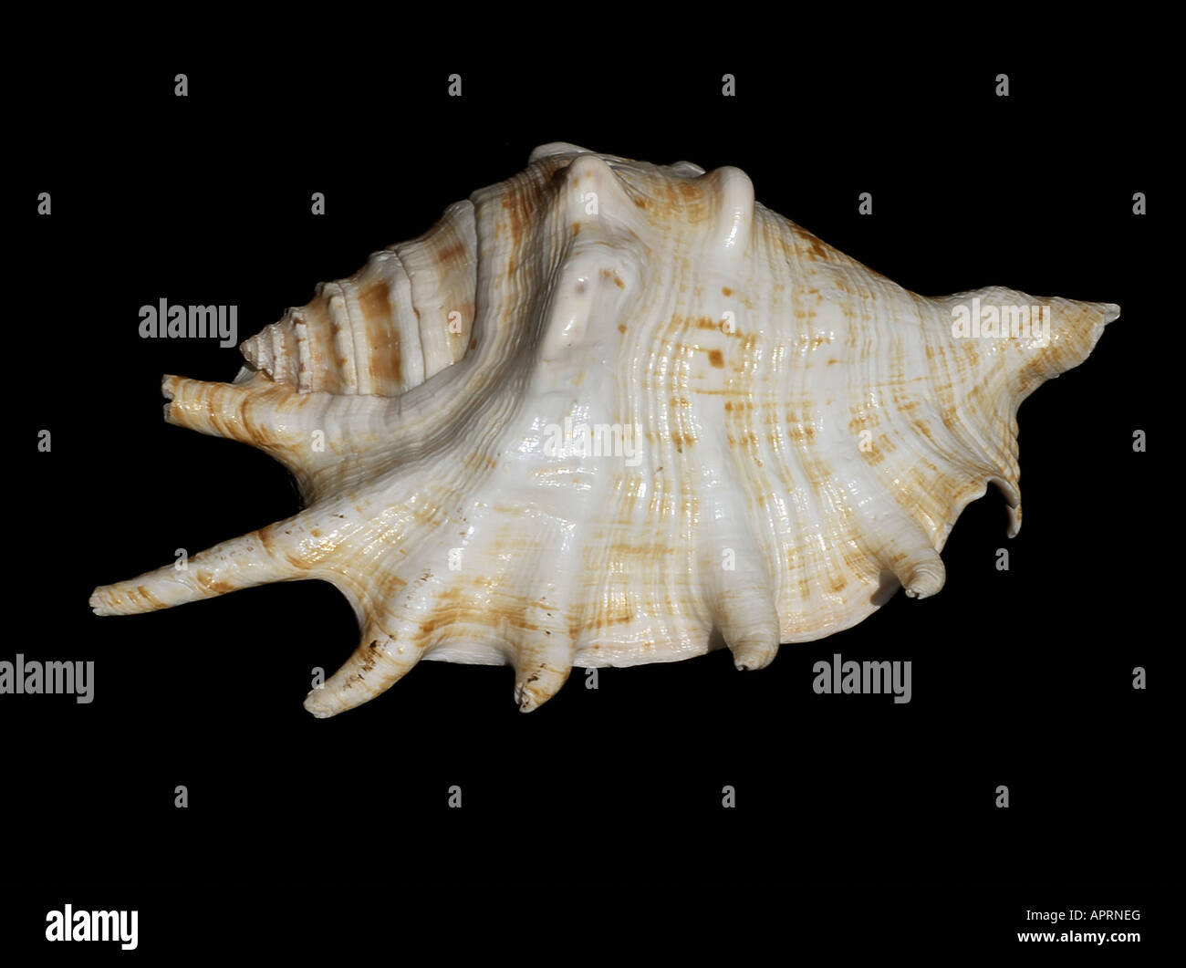 Sea Shell at black background Stock Photo - Alamy