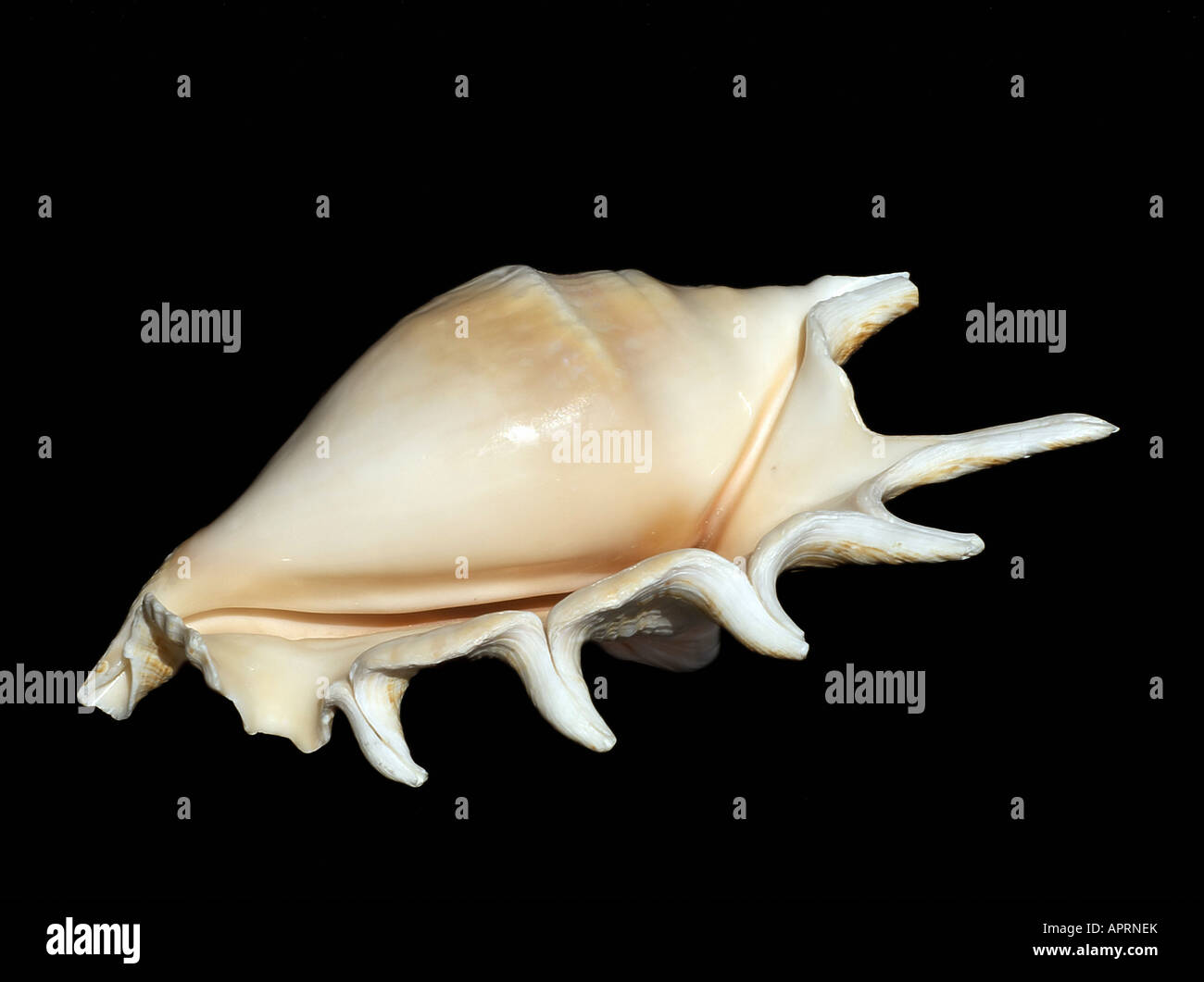 Sea Shell at black background Stock Photo - Alamy