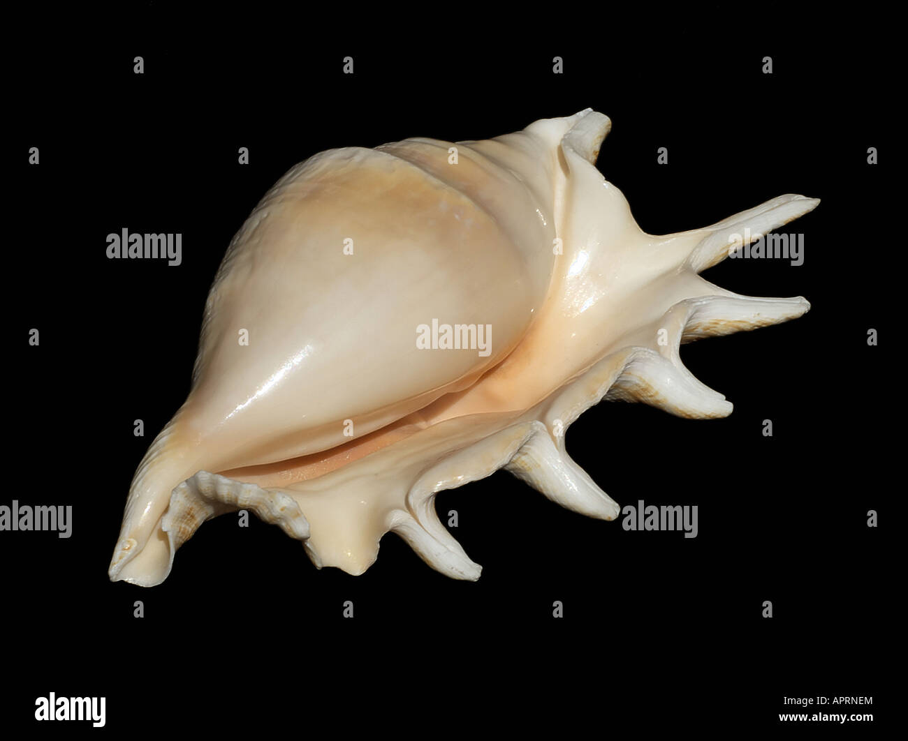 Sea Shell at black background Stock Photo - Alamy