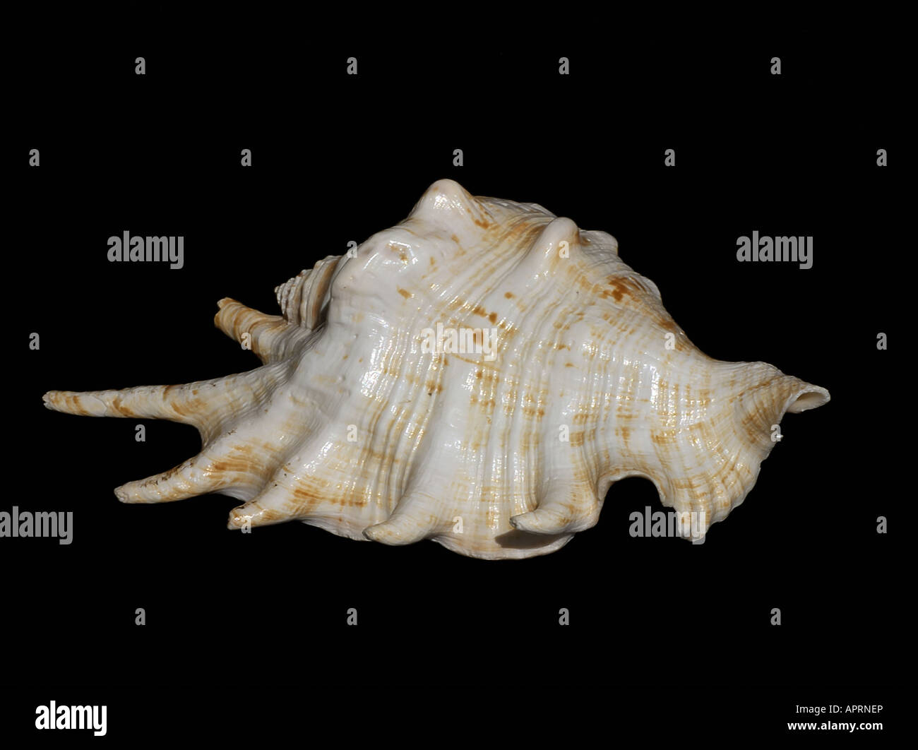 Sea Shell at black background Stock Photo - Alamy