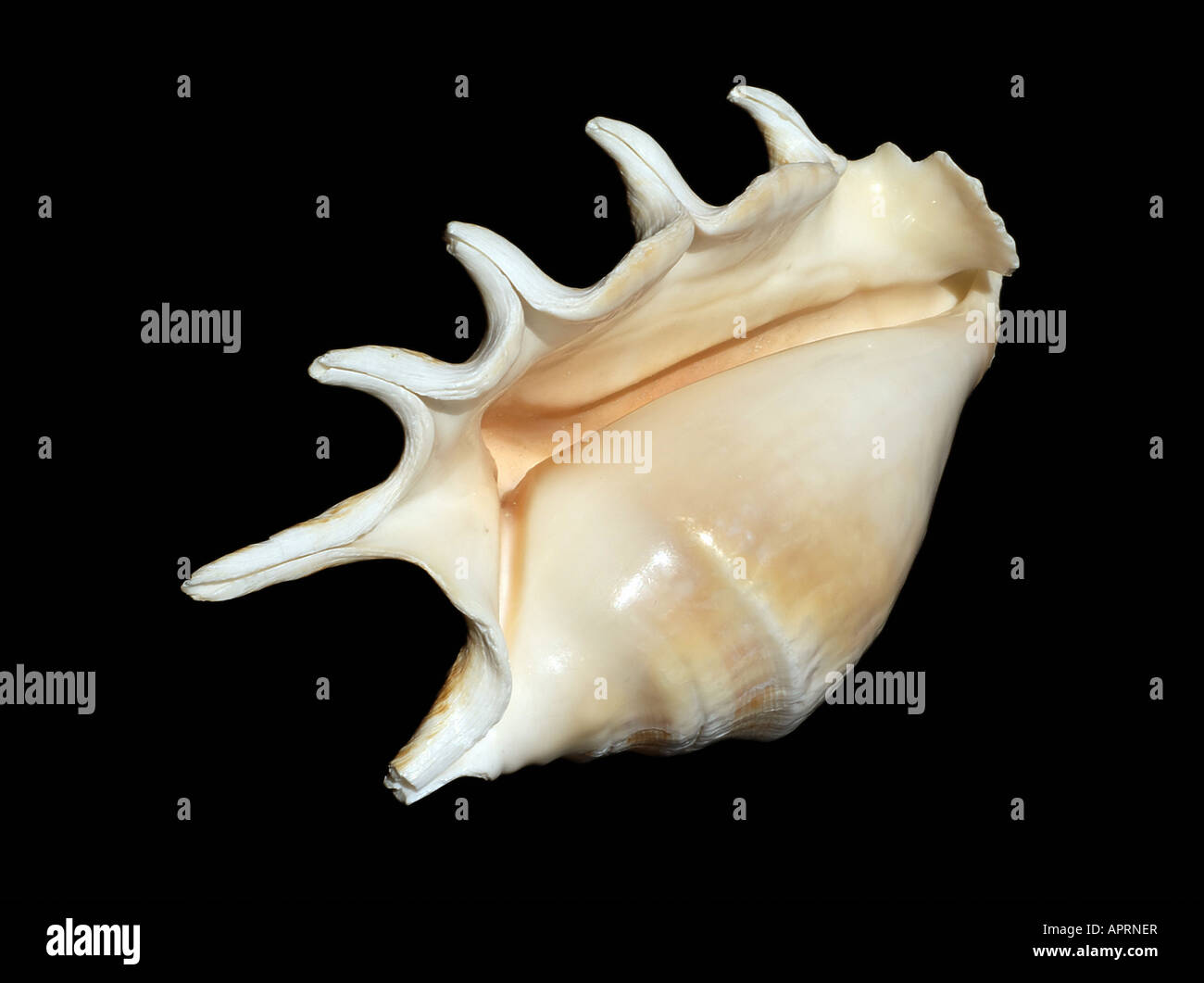Sea Shell at black background Stock Photo - Alamy