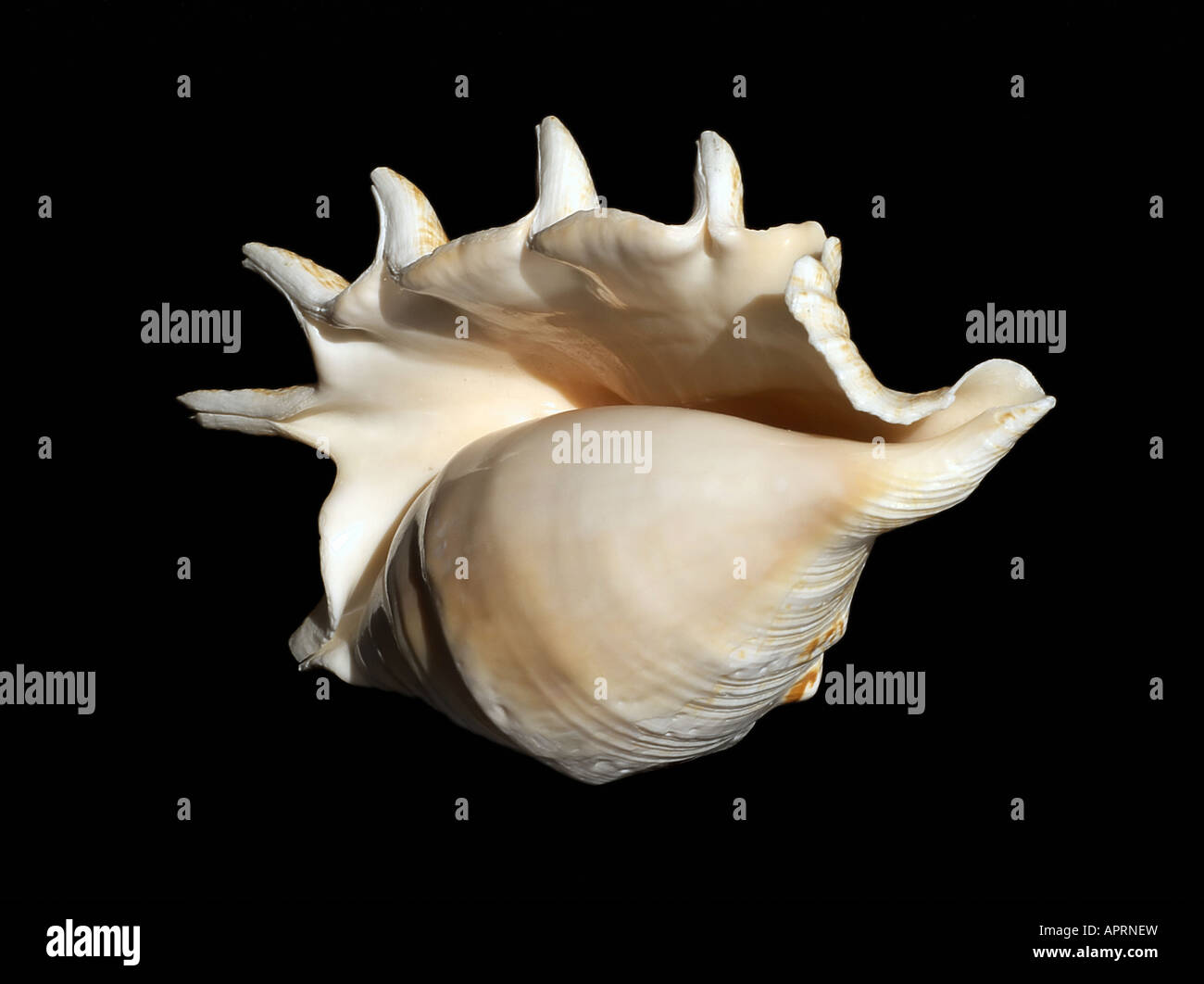 Sea Shell at black background Stock Photo - Alamy