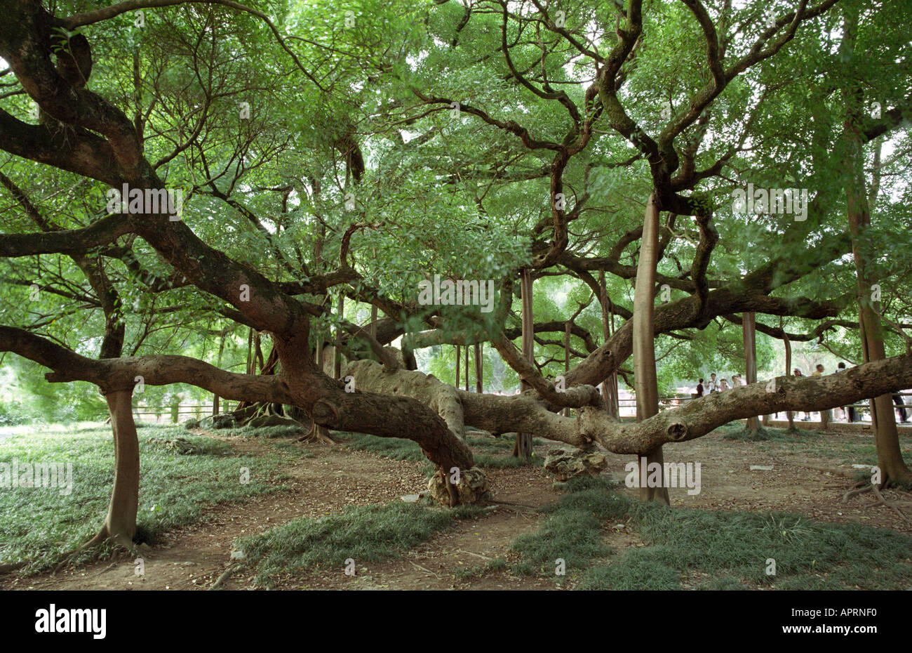 Banyan Tree Cn 3s Stock Photo - Alamy