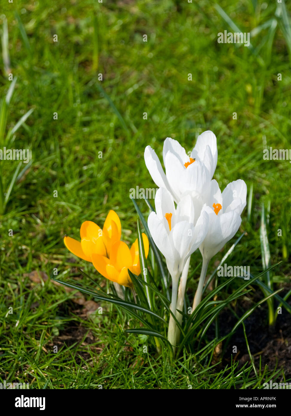 Flowers of spring Stock Photo - Alamy