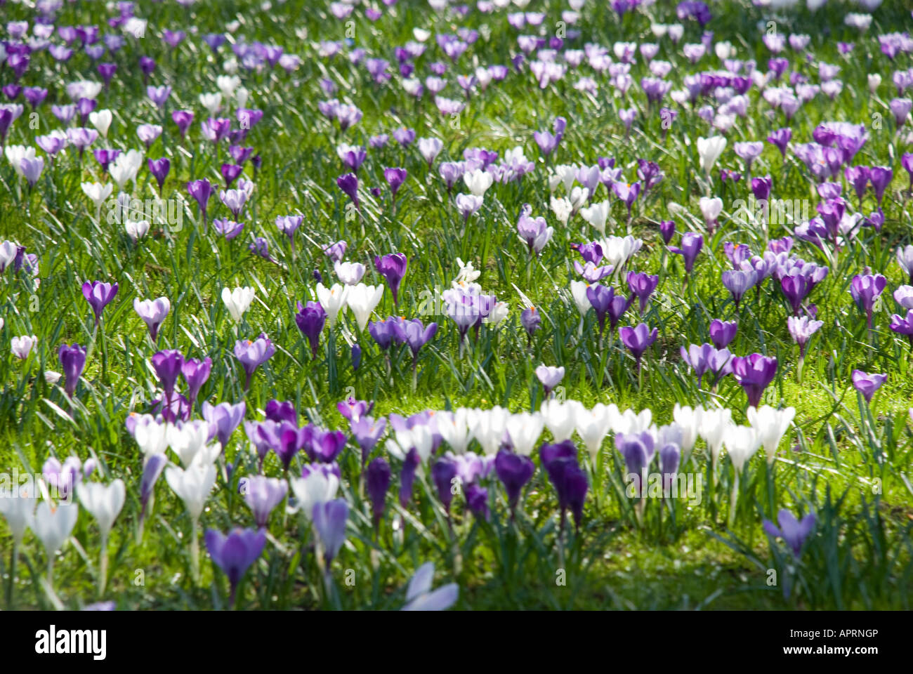 Flowers of spring Stock Photo - Alamy