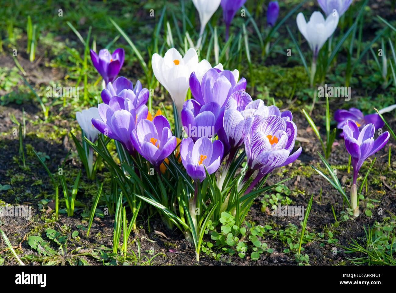 Flowers of spring Stock Photo - Alamy