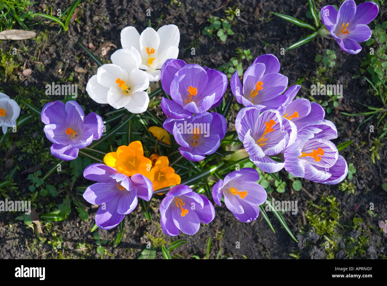 Flowers of spring Stock Photo - Alamy