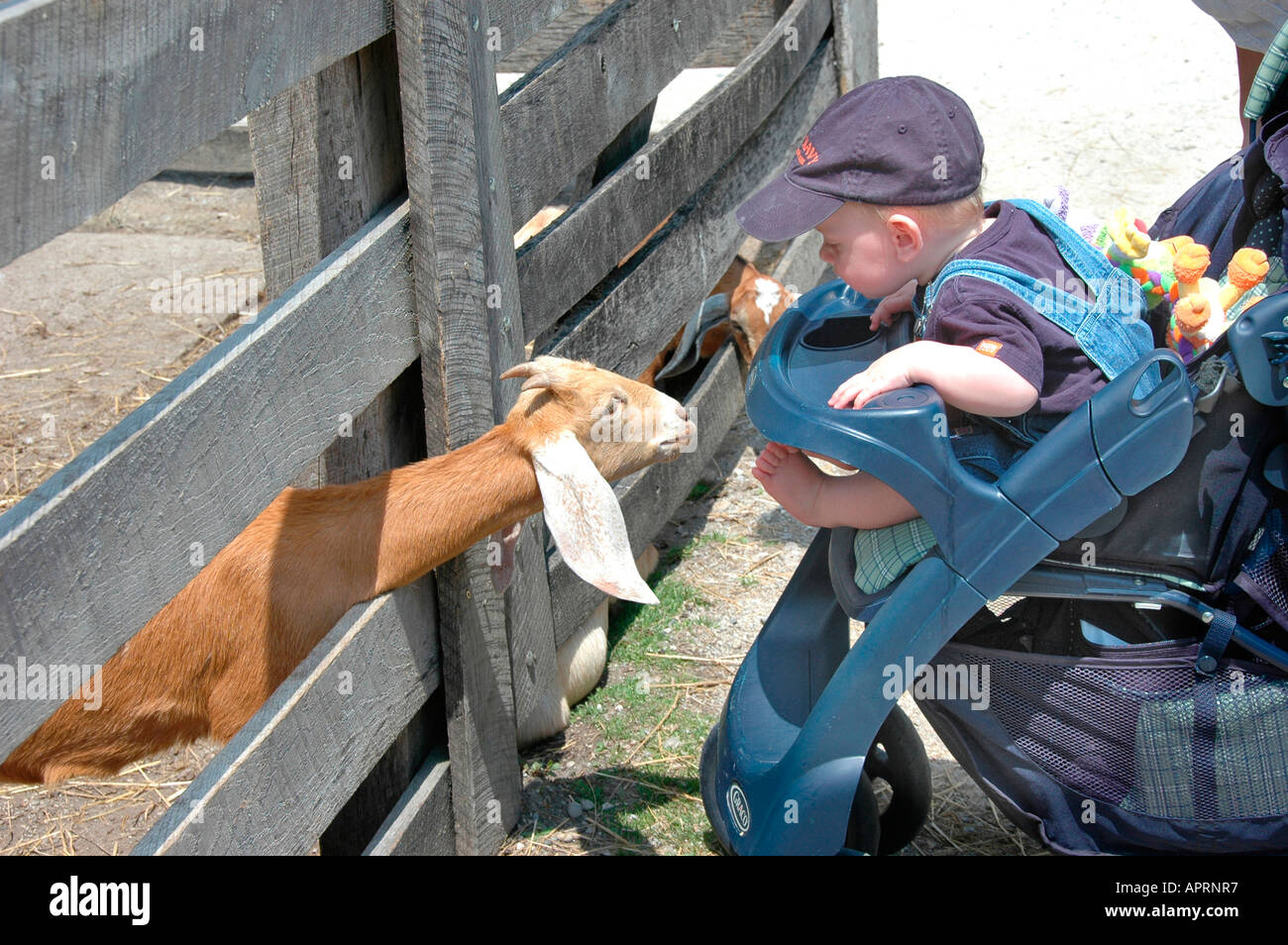 Goats on a farm with long ears is watching and playing with a young boy ...