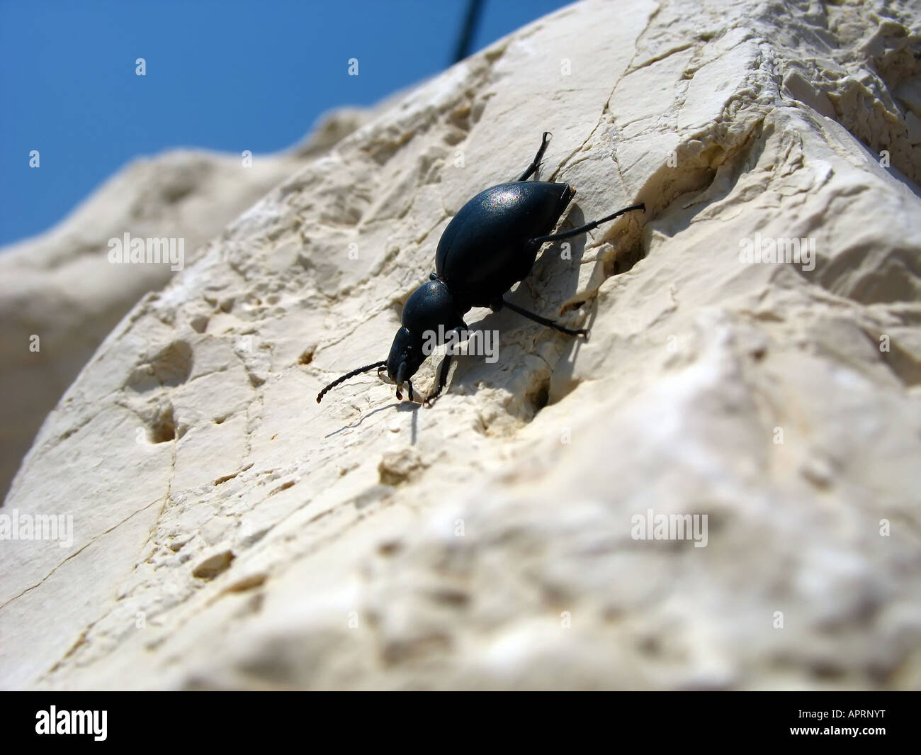 Stone insect hi-res stock photography and images - Alamy