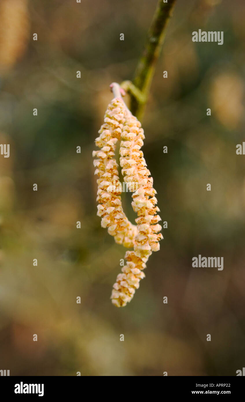 Alder lambs tails Stock Photo - Alamy