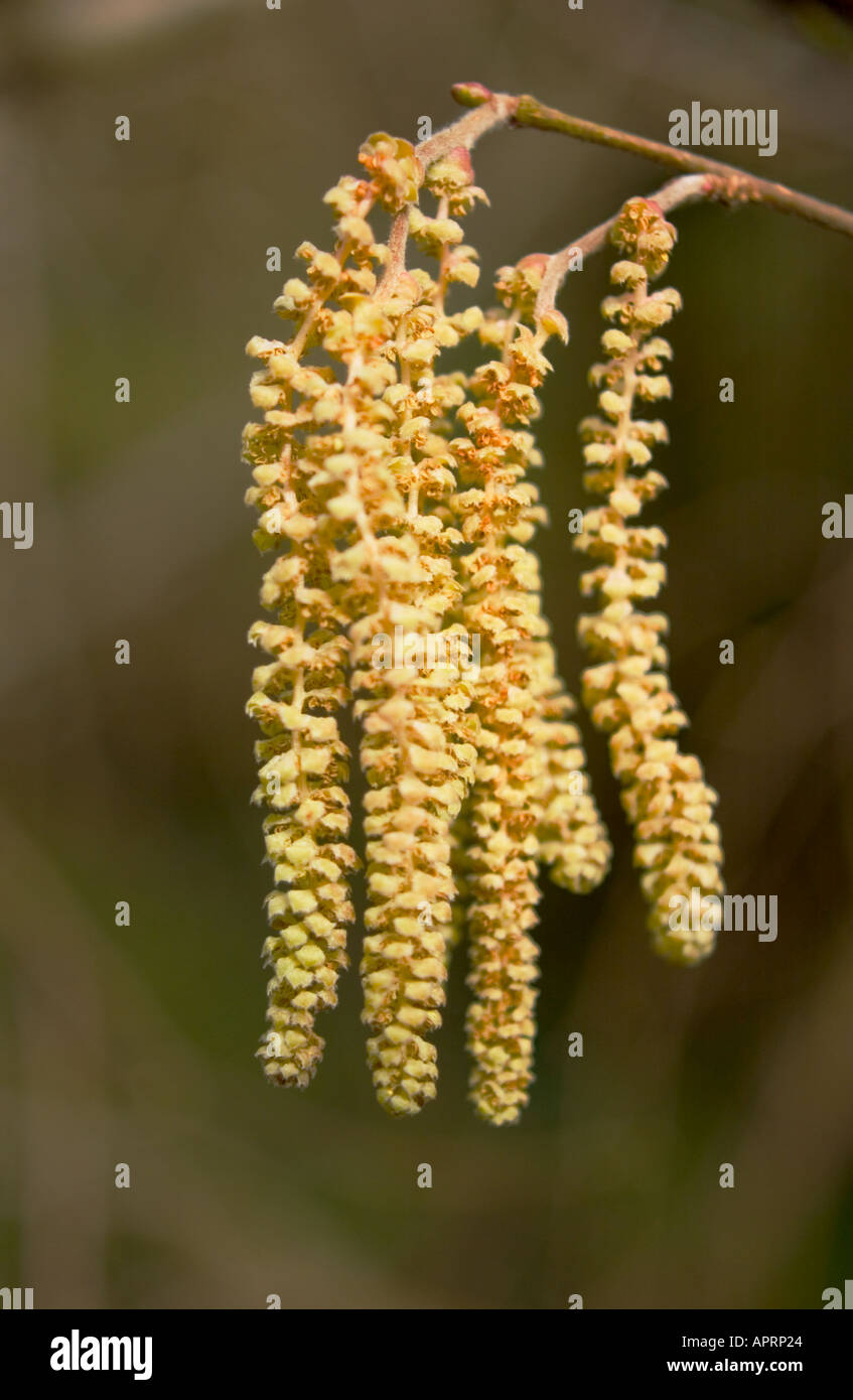 Alder lambs tails Stock Photo - Alamy