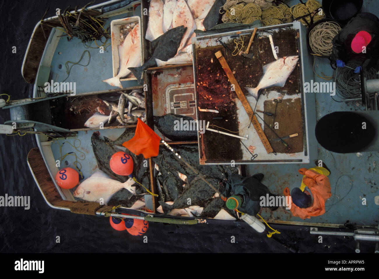 commercial fishing crew hauls in longline gear with catch long lining ...