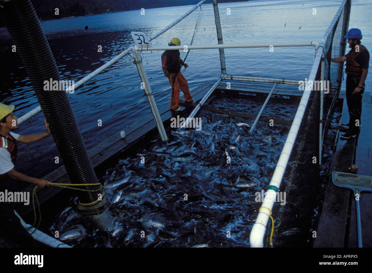 commercial fish hatchery workers pump pink salmon off to a tenderer Saw ...