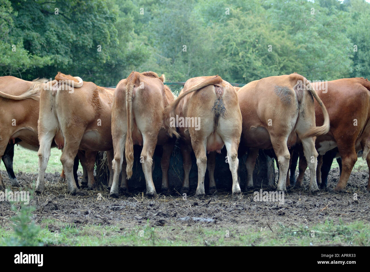 Cows bottom hi-res stock photography and images - Alamy