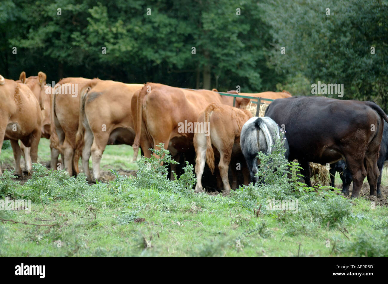 Cows bottom hi-res stock photography and images - Alamy
