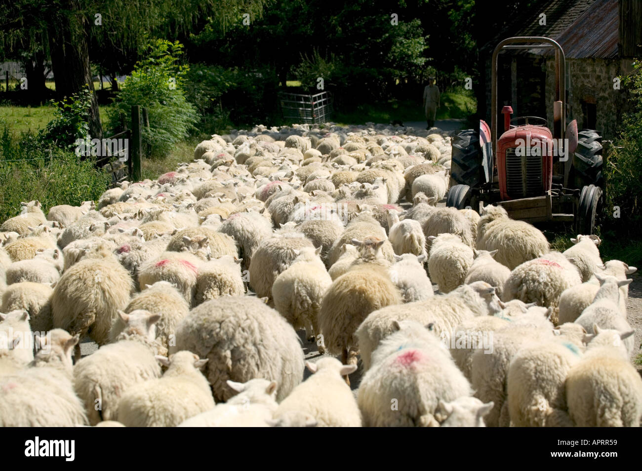 Sheep walking along lane Wales Stock Photo - Alamy