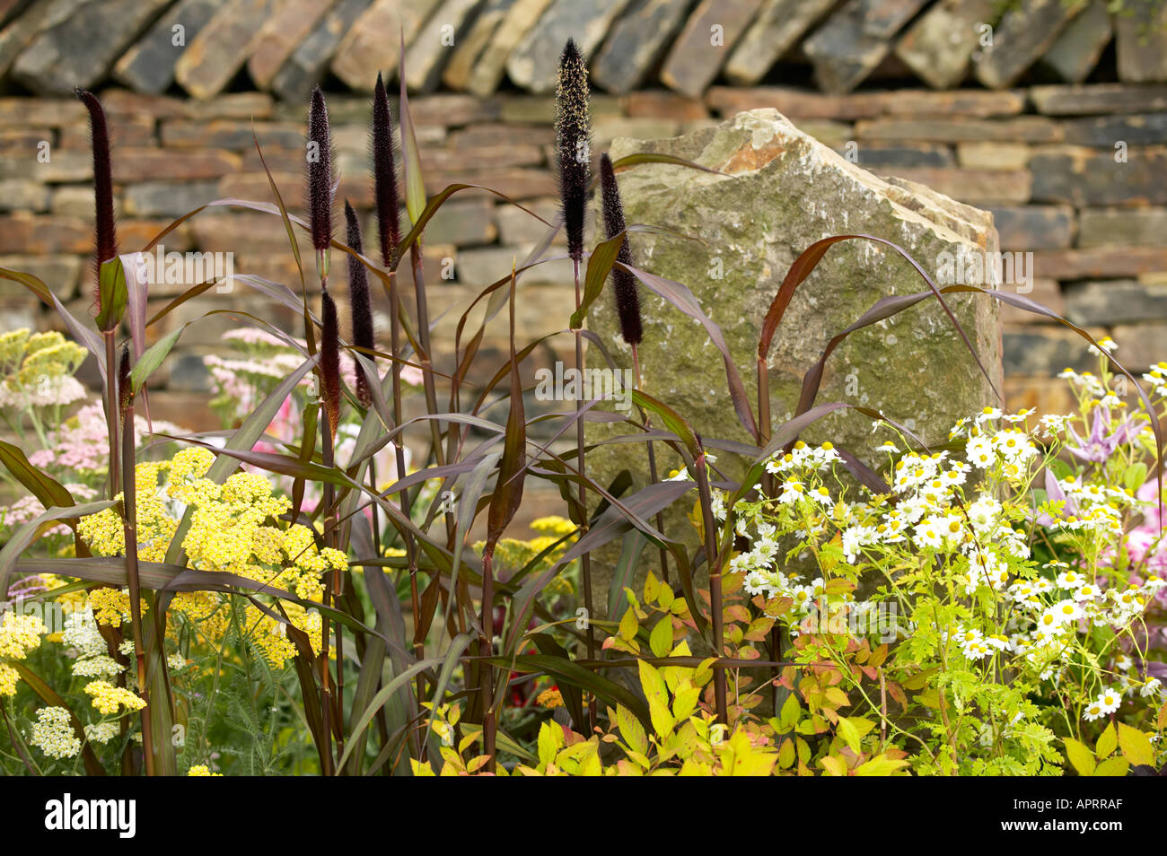 Ornamental millet hi-res stock photography and images - Alamy