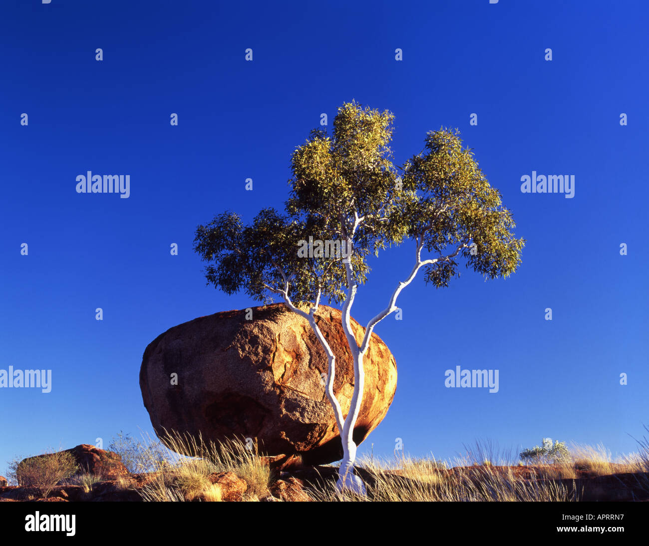 Ghost Gum Tree at The Devils Marbles Northern Territory Australia Stock ...