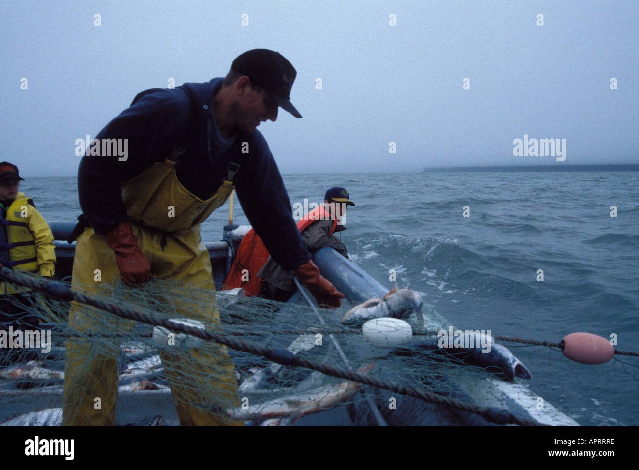 Karl Kircher and sons set net fishing for Kenai River sockeye salmon in ...