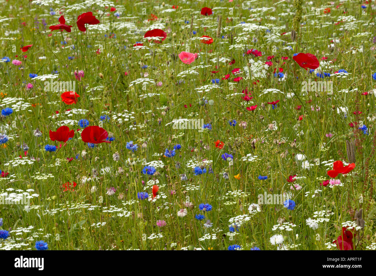 Arable weed hi-res stock photography and images - Alamy