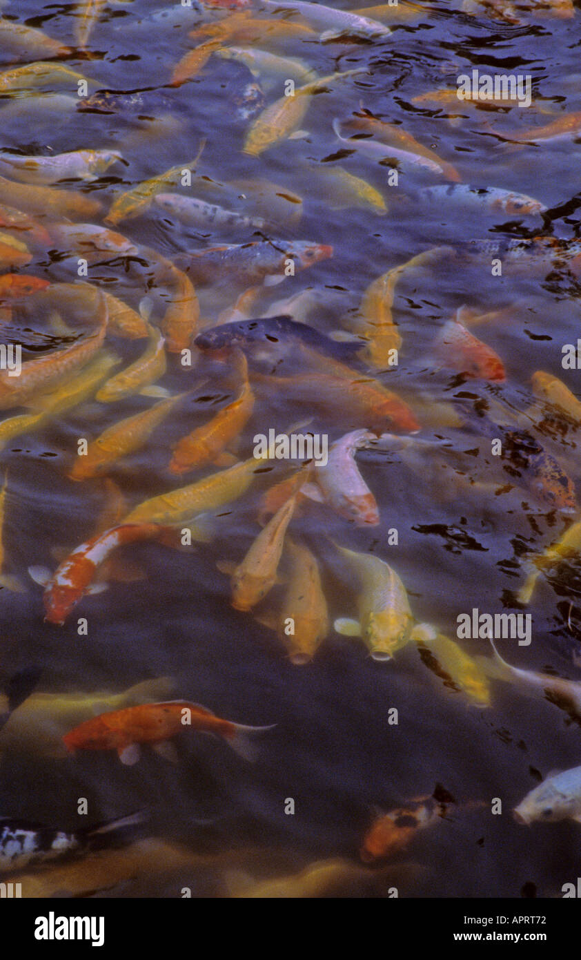 Yuyuan Fish Cn 1 Stock Photo - Alamy