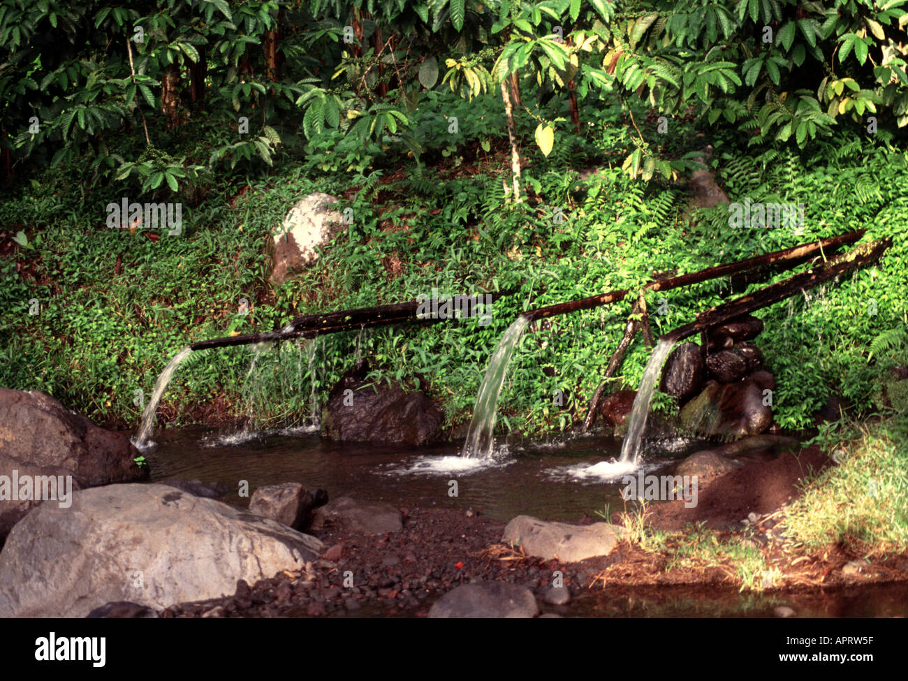 Springs flowing into a river in Kaliklatak Plantation, East Java ...