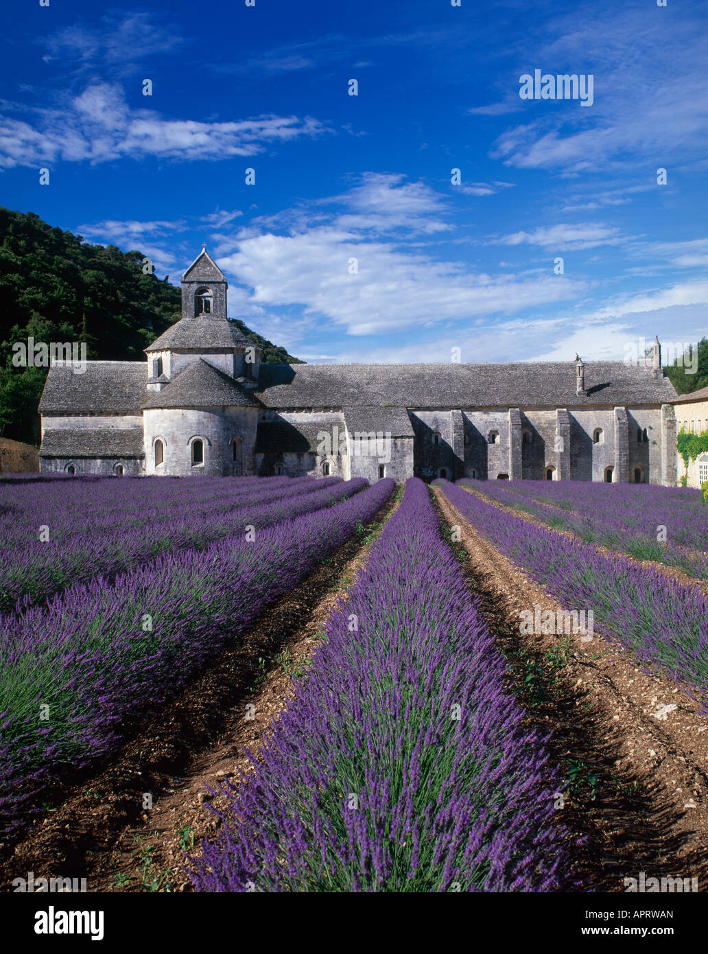 [Senanque Abbey] Gordes lavender Provence France Stock Photo - Alamy