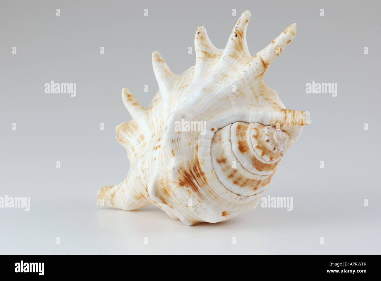 Sea Shell at White background Stock Photo - Alamy