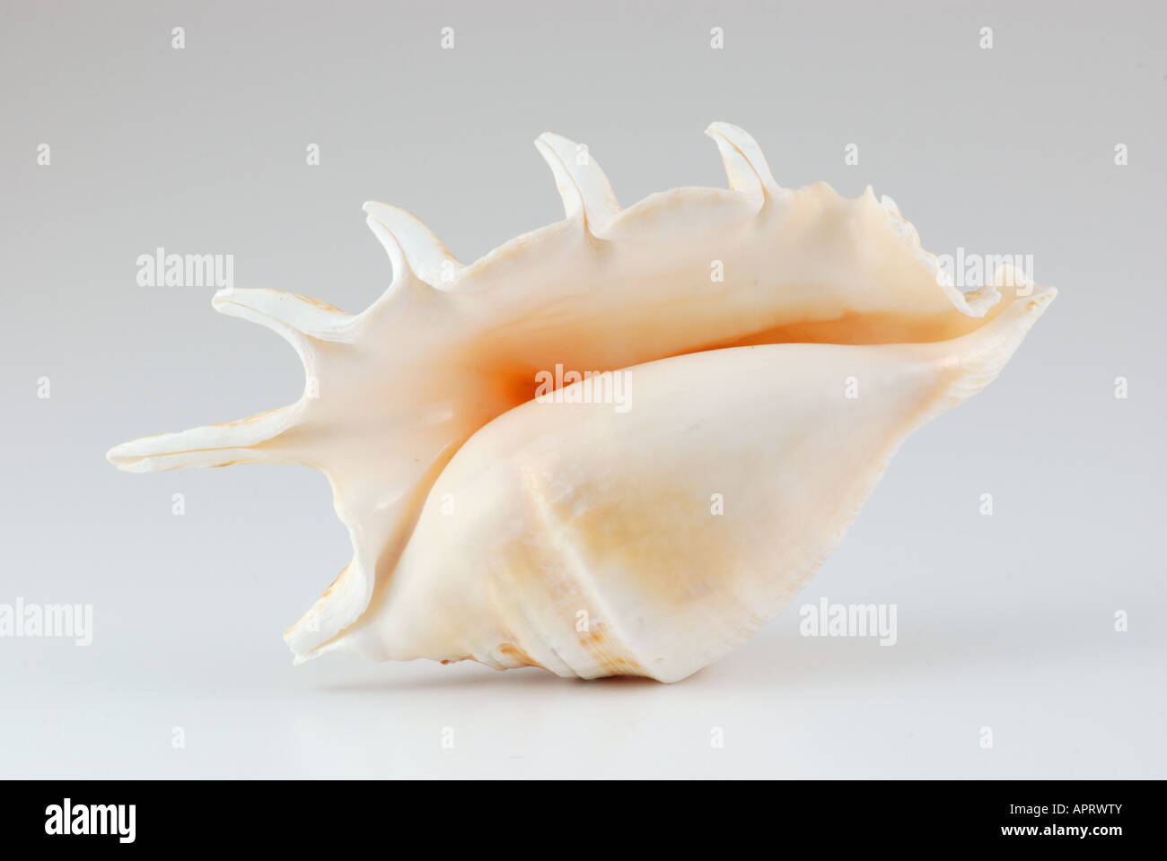 Sea Shell at White background Stock Photo - Alamy