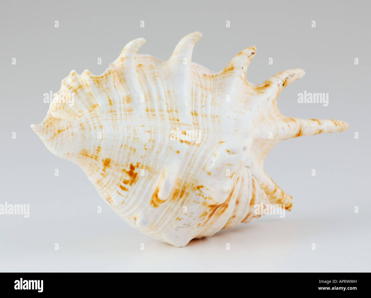 Sea Shell at White background Stock Photo - Alamy