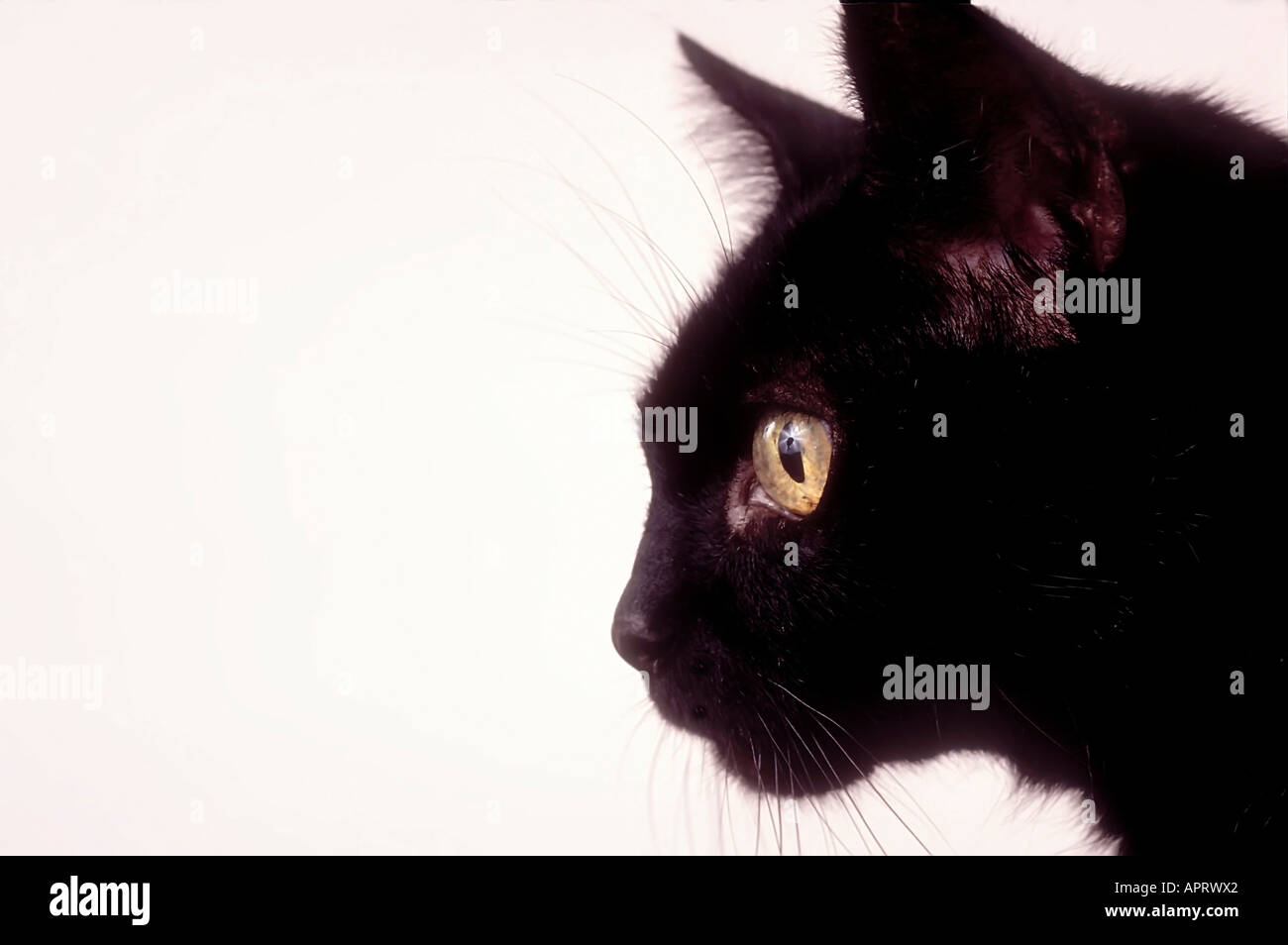 Left facing animal hi-res stock photography and images - Alamy