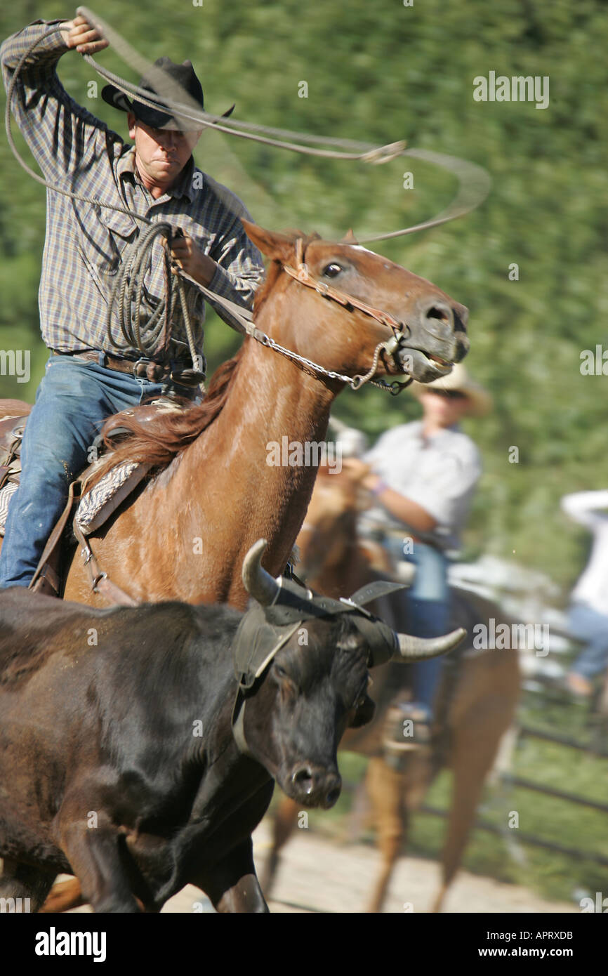 COWBOYS HERDING CATTLE,CALIFORNIA ,USA Stock Photo - Alamy