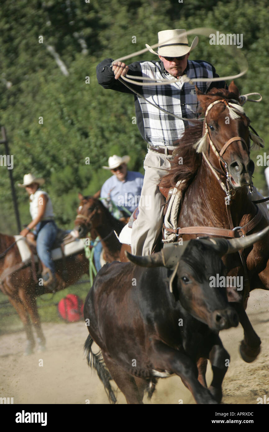 COWBOYS HERDING CATTLE,CALIFORNIA ,USA Stock Photo - Alamy