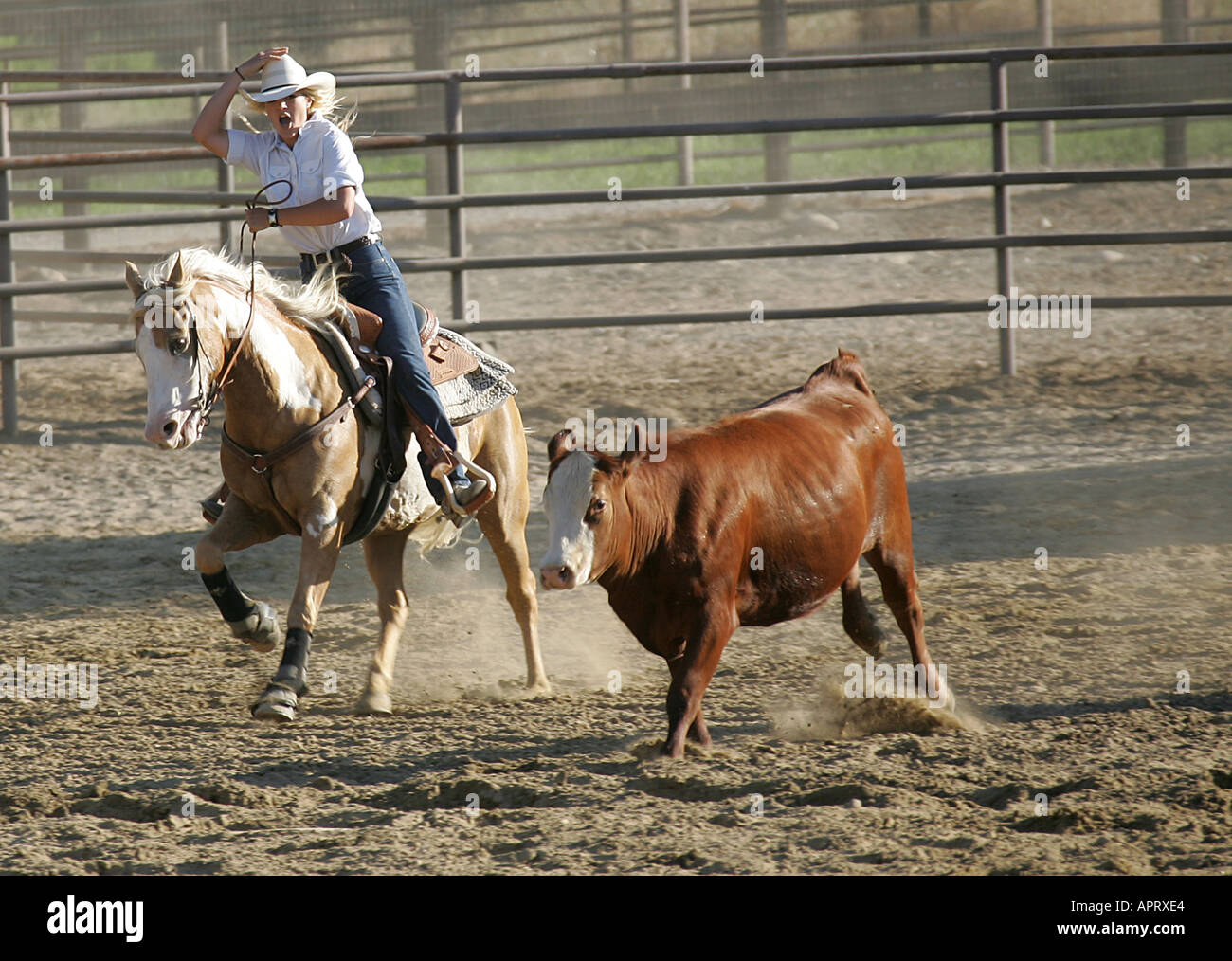 Cowgirl herding cattle hi-res stock photography and images - Alamy