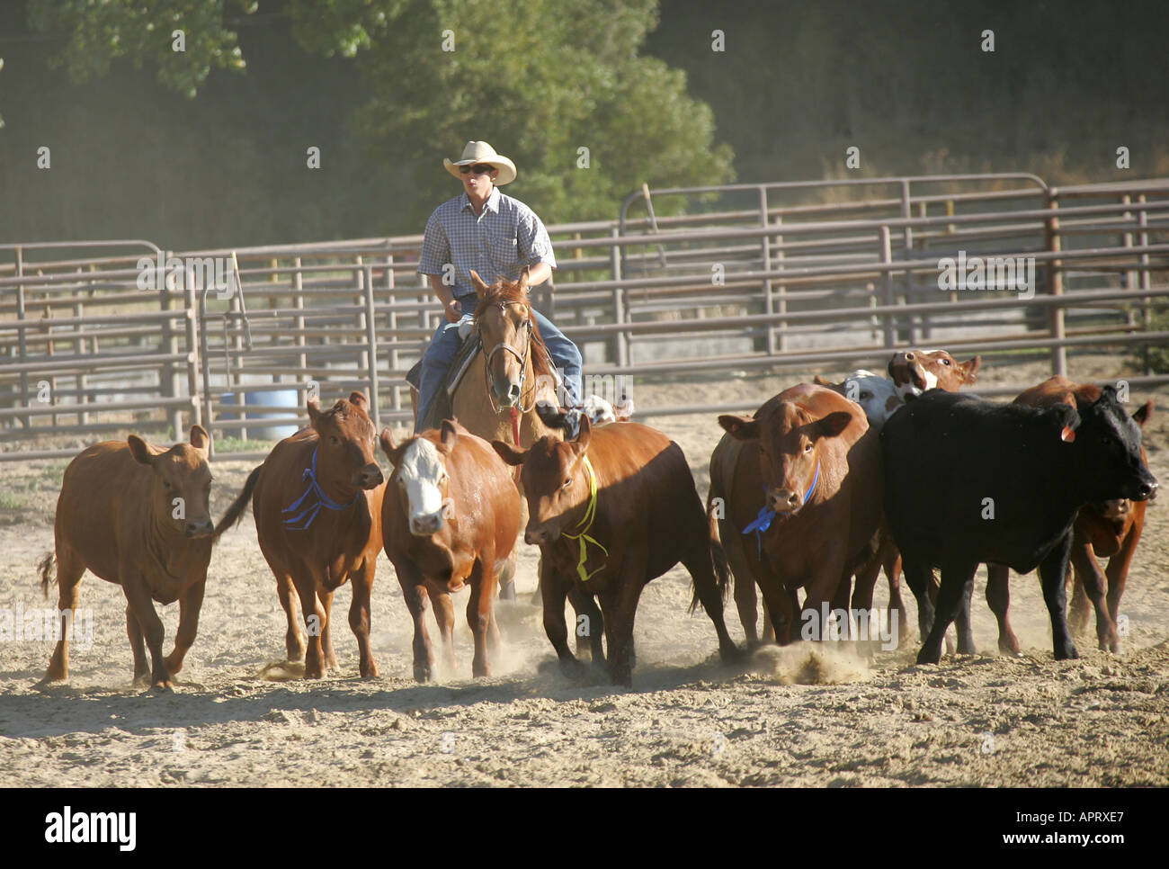 COWBOYS HERDING CATTLE,CALIFORNIA ,USA Stock Photo - Alamy