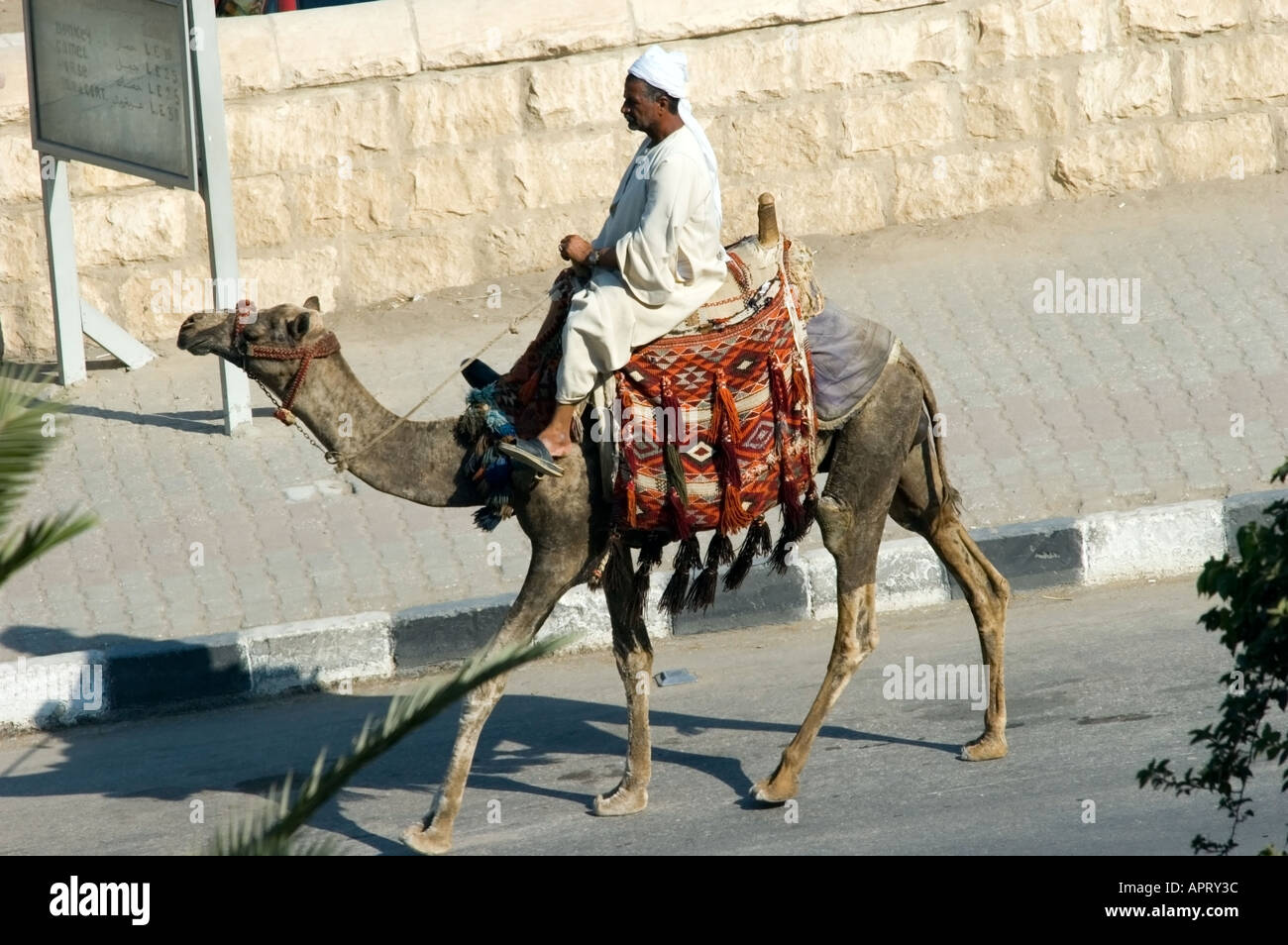 Camel and rider at the Pyramids, Giza, Cairo, Egypt Stock Photo - Alamy